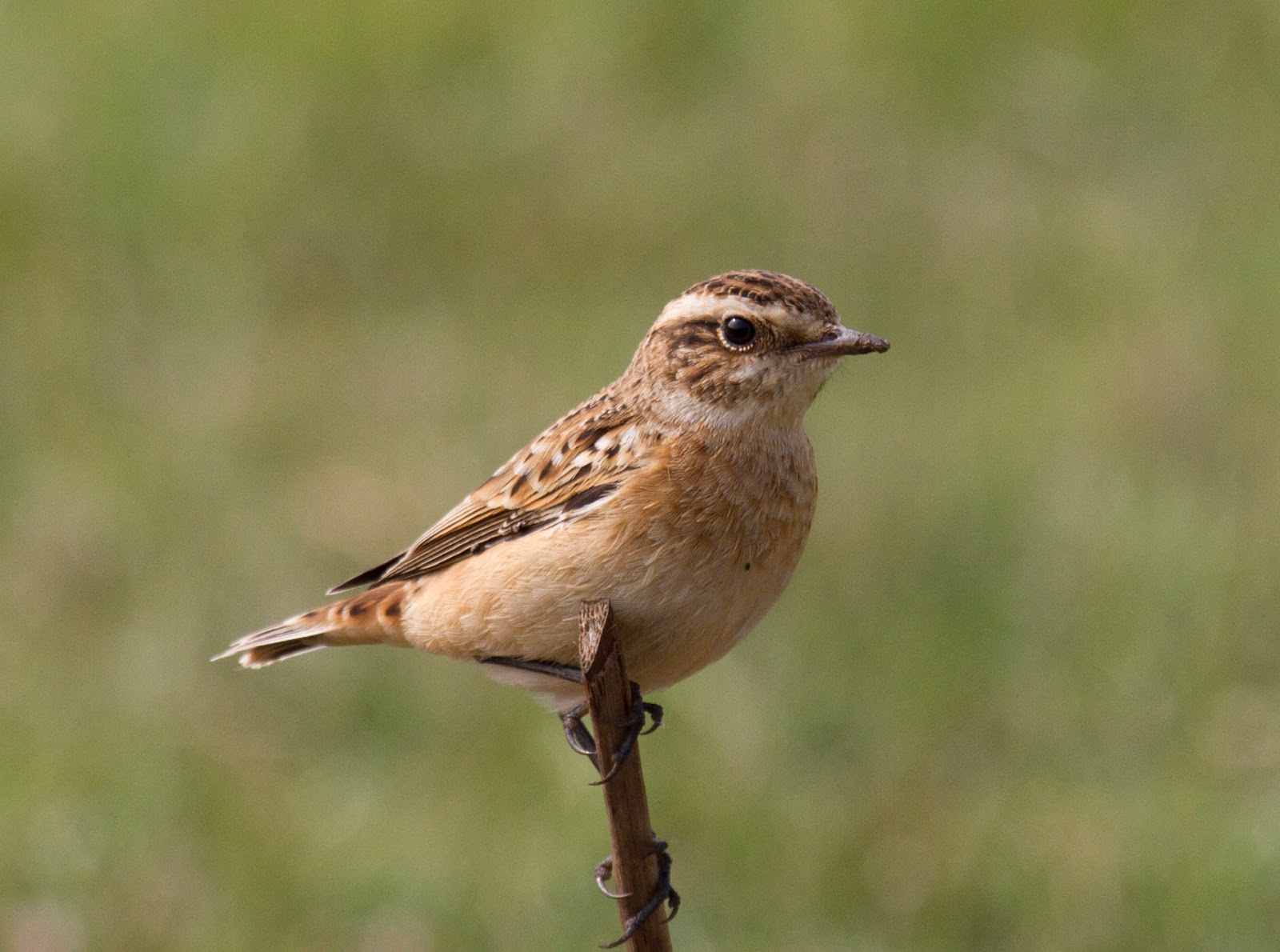 Sharpes birds: Whinchat