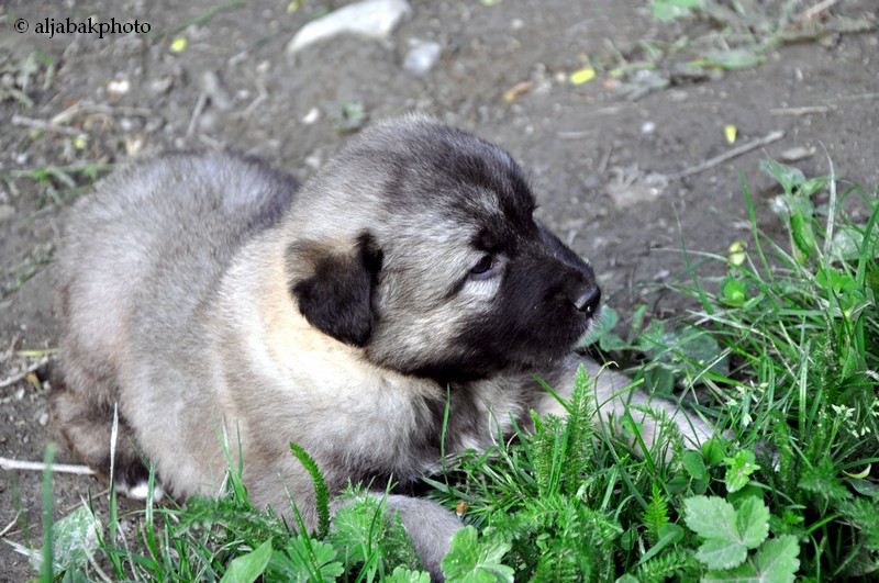 AljabakPhoto: Puppies - Shar Mountain Dog (Sharplaninac)