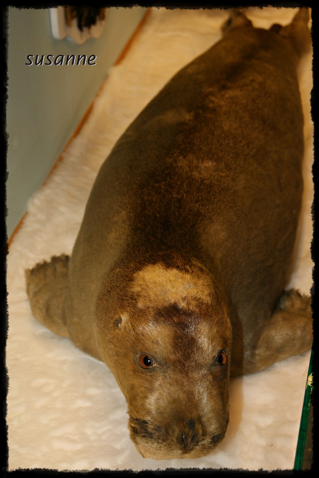 blommor och kvistar: uppstoppade djur