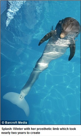 The animal zone: Story of World's first 'bionic' dolphin and his ...