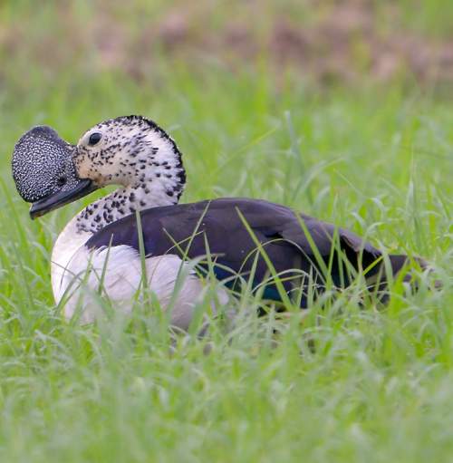 Knob-billed duck images | Birds of India | Bird World