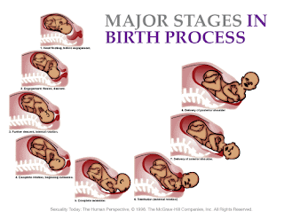 DR.EDWIN: birth process