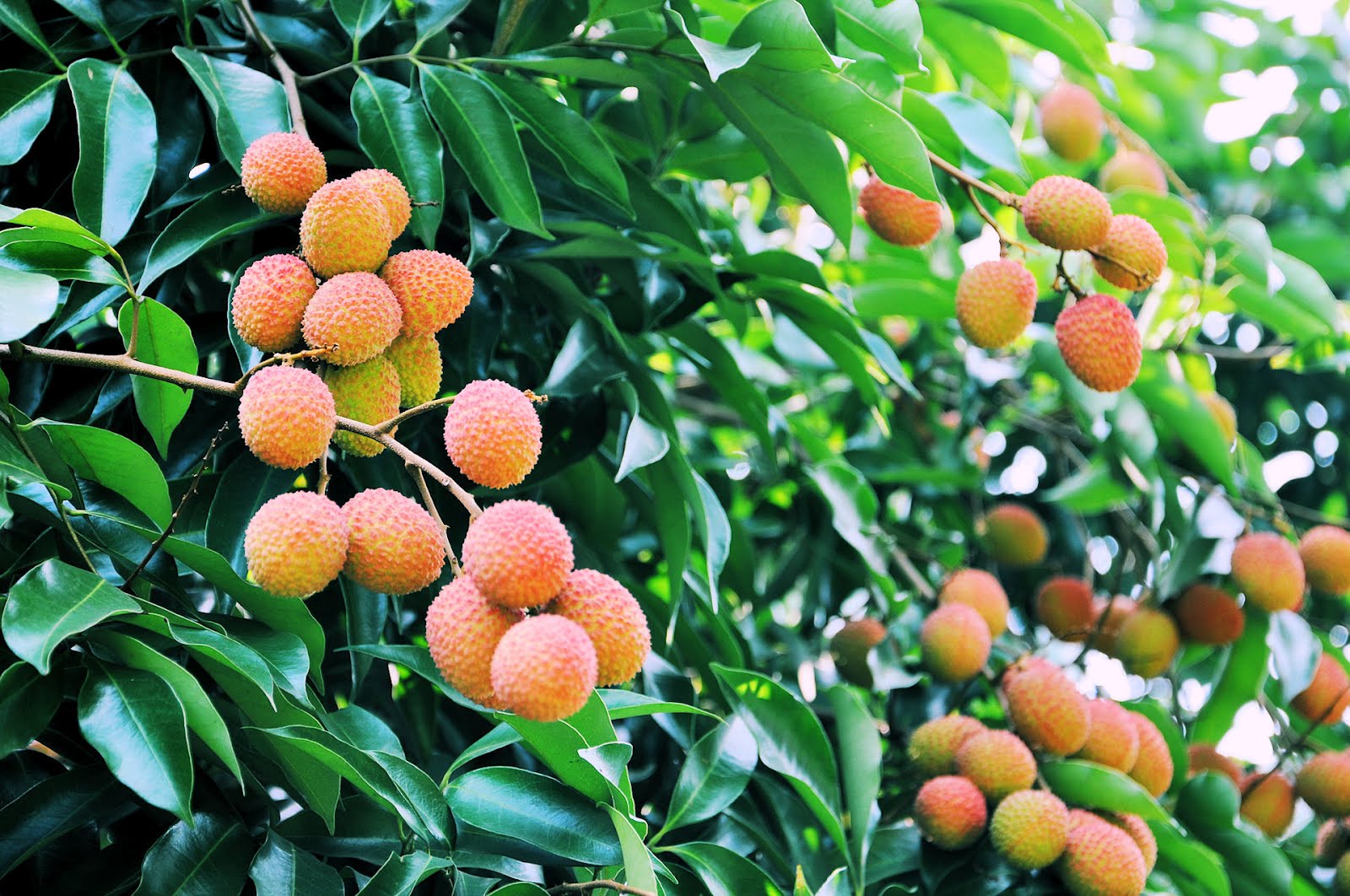 Banco de Imágenes Gratis: Litchi (Frutas exóticas, deliciosas y ...