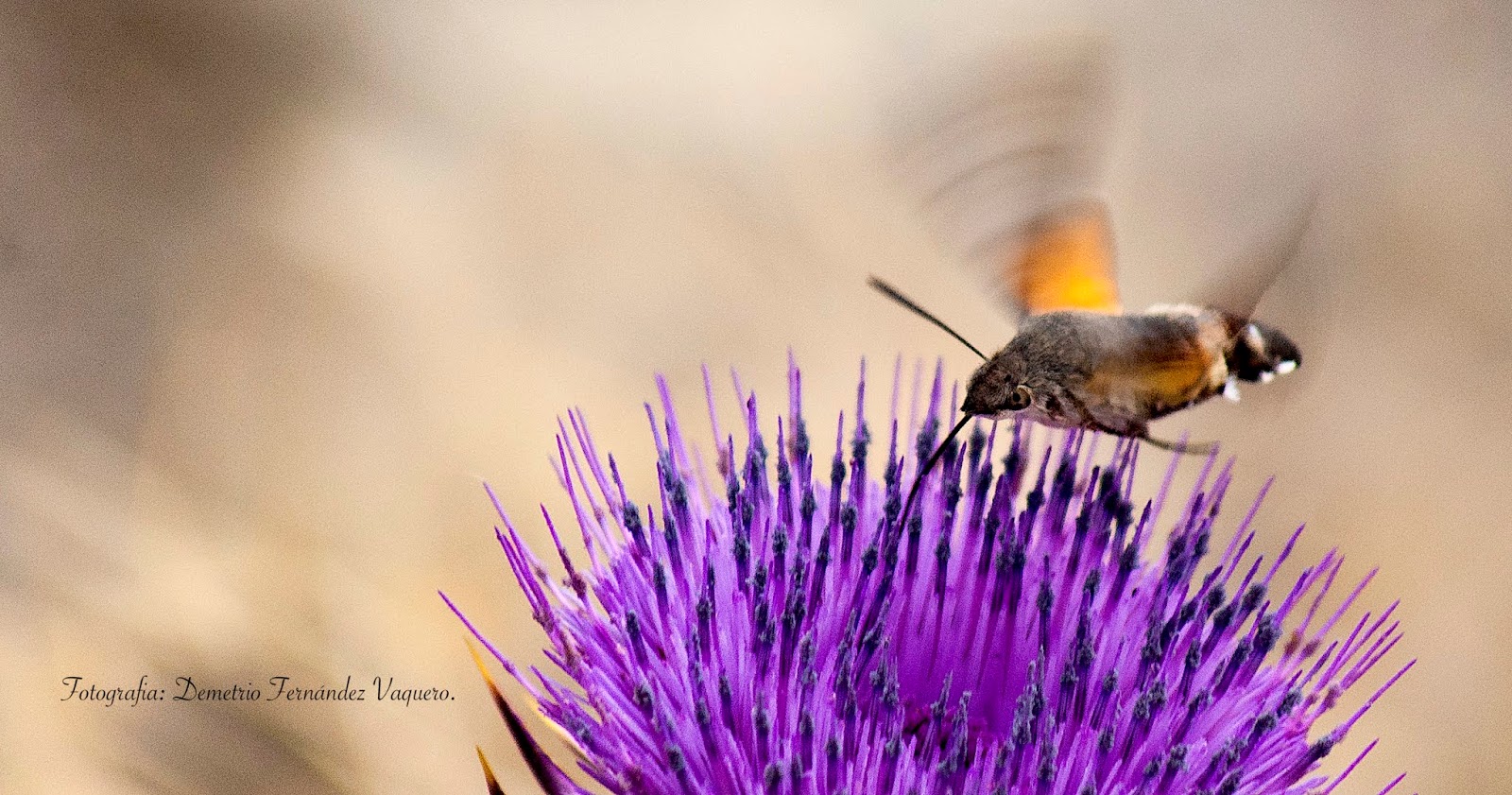 Secuencias de esfinge colibrí libando néctar de alcachofa (lepidóptero ...