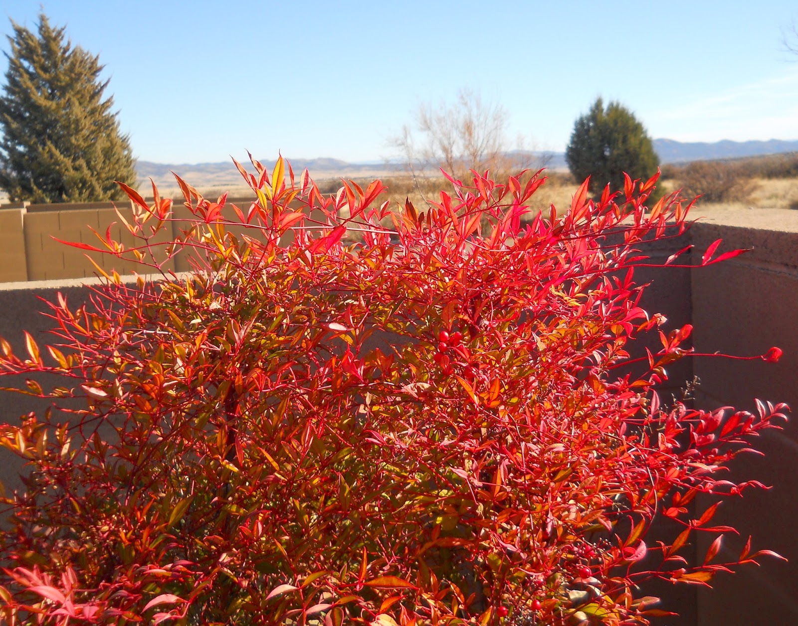 Oddball Observations : FIERY FOLIAGE