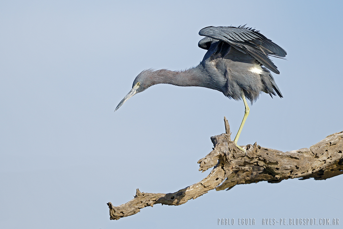 mis fotos de aves: Egretta caerulea Garza Azul Little Blue Heron