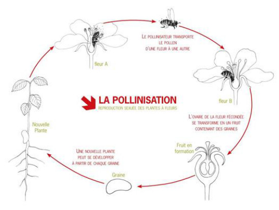 Education à l’Environnement et Entomologie en Ethiopie: mai 2016