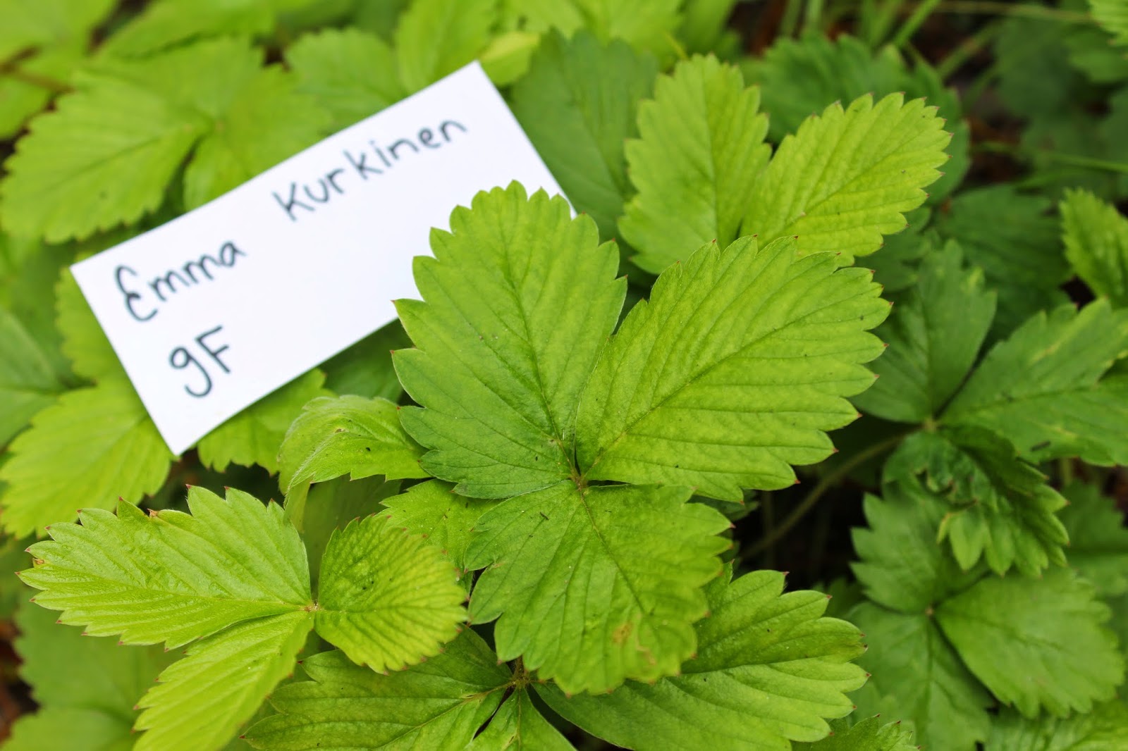 emman kasvio: ahomansikka, hiirenvirna, kanerva, Kielo, kissankello