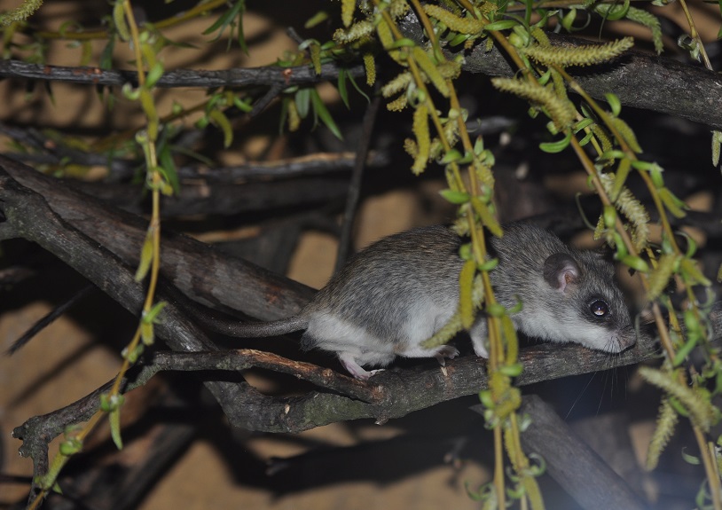 ZOOTOGRAFIANDO (6.100 ANIMALS): RATA ARBORÍCOLA DE COLA NEGRA / BLACK ...