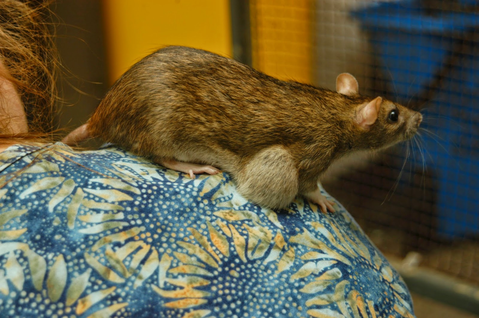 Small Animal Talk: Help! There's a lump on my pet (part 1)