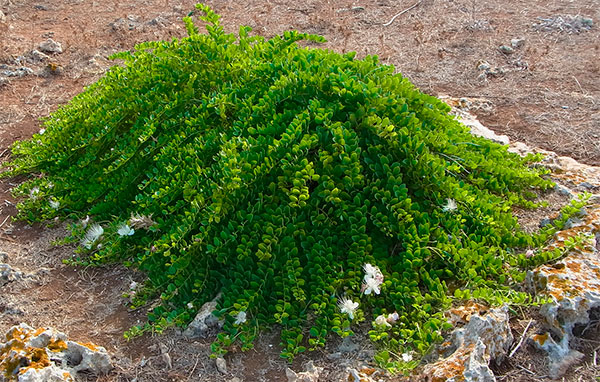 A alcaparreira varia bastante em porte e hábito com a variedade e o ...