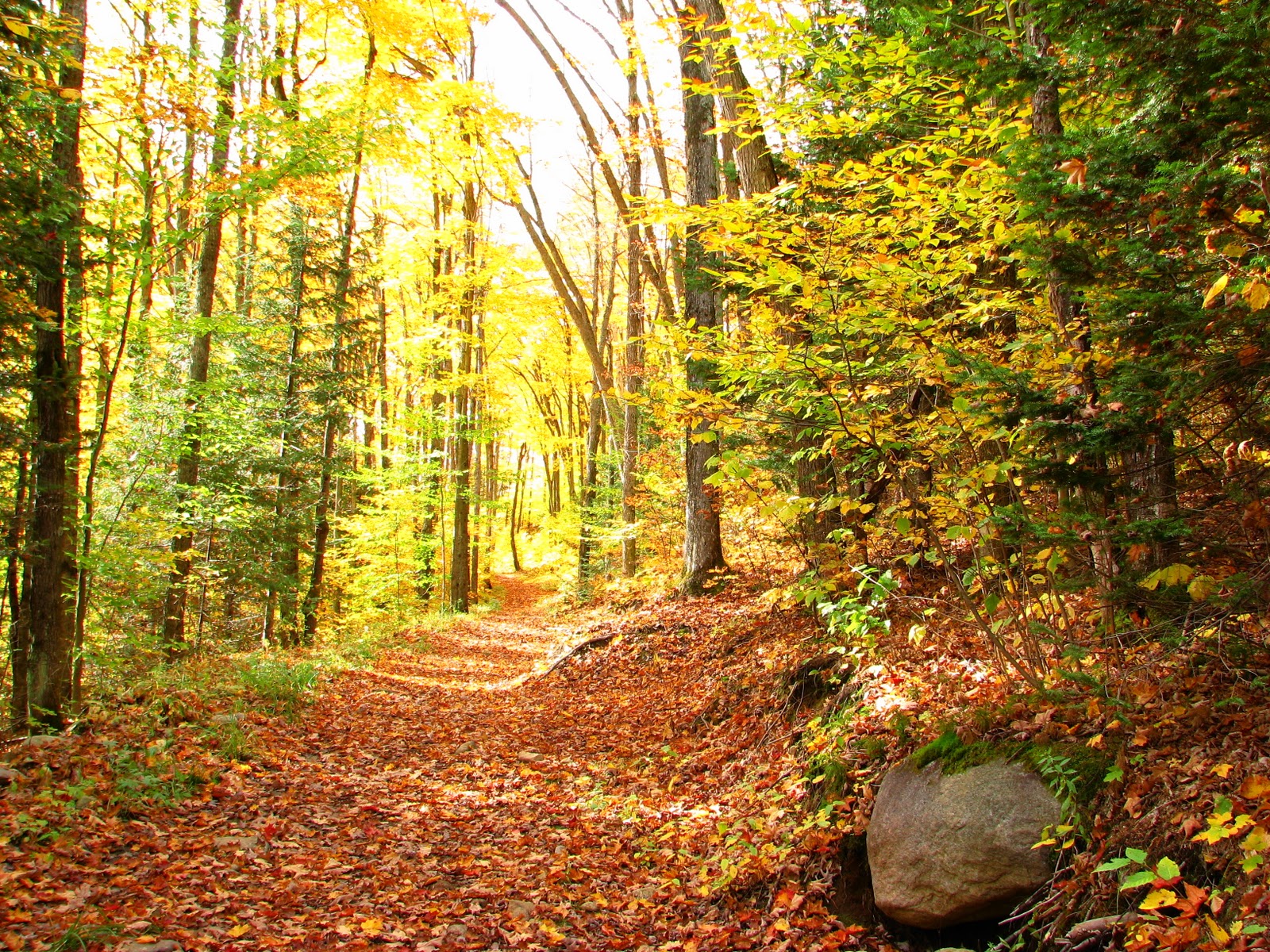 Permaculture en climat froid: Extrait du cours sur la forêt nourricière ...