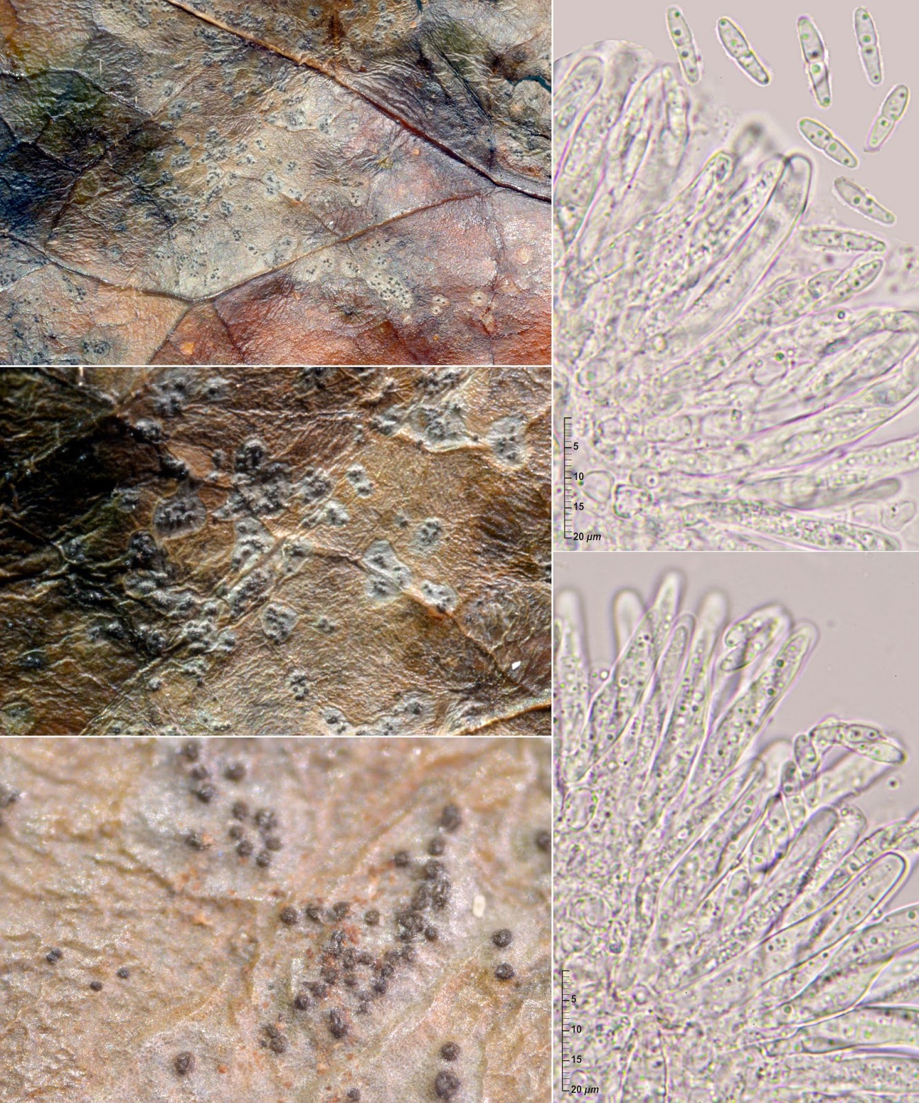 Mycosphaerella hedericola (Desm.) Lindau • CEMAS