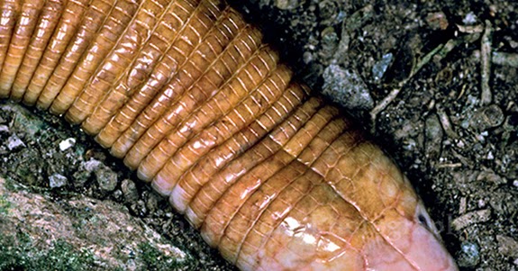 The Herpetology of Trinidad and Tobago: Double-headed Worm Lizard ...