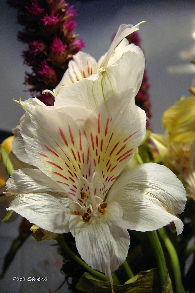 La Rioja de la A a la Z: ASTROMELIA - Flor