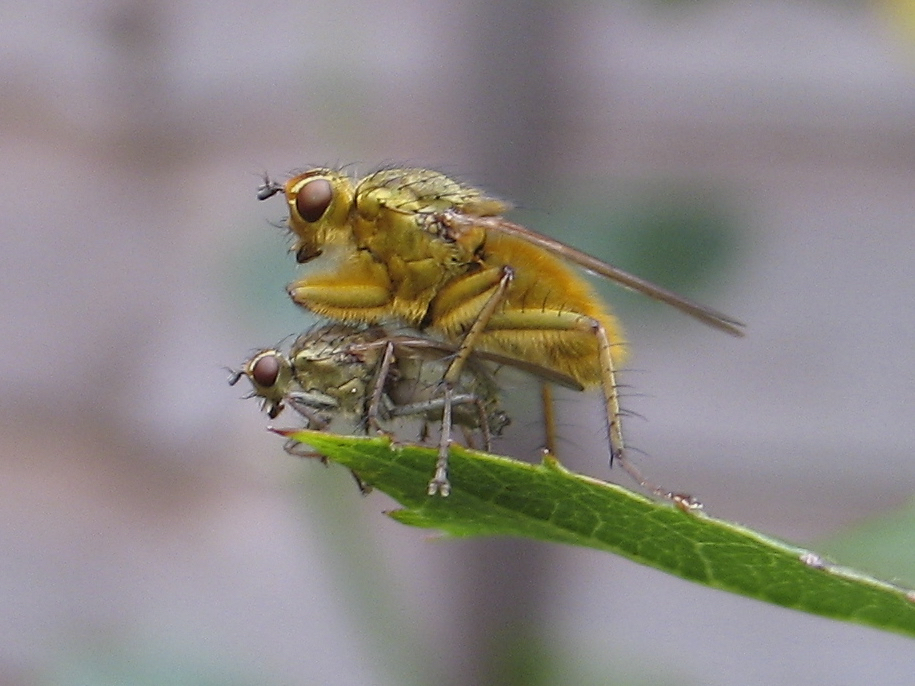 BugBlog: Yellow dung fly