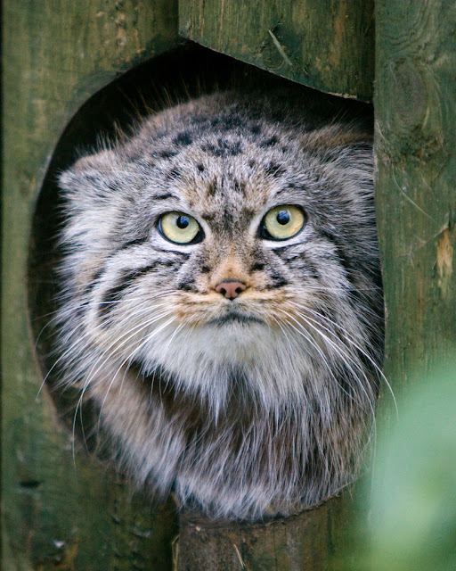 Manul – the Cat that Time Forgot | The Ark In Space