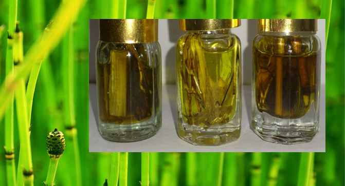 MINYAK BULUH PERINDU : Koleksi Gambar Buluh Perindu