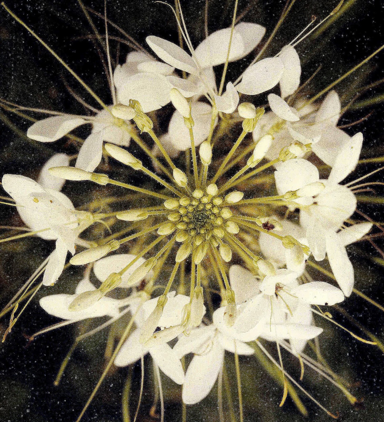 The Mathematical Tourist: Flower Flock