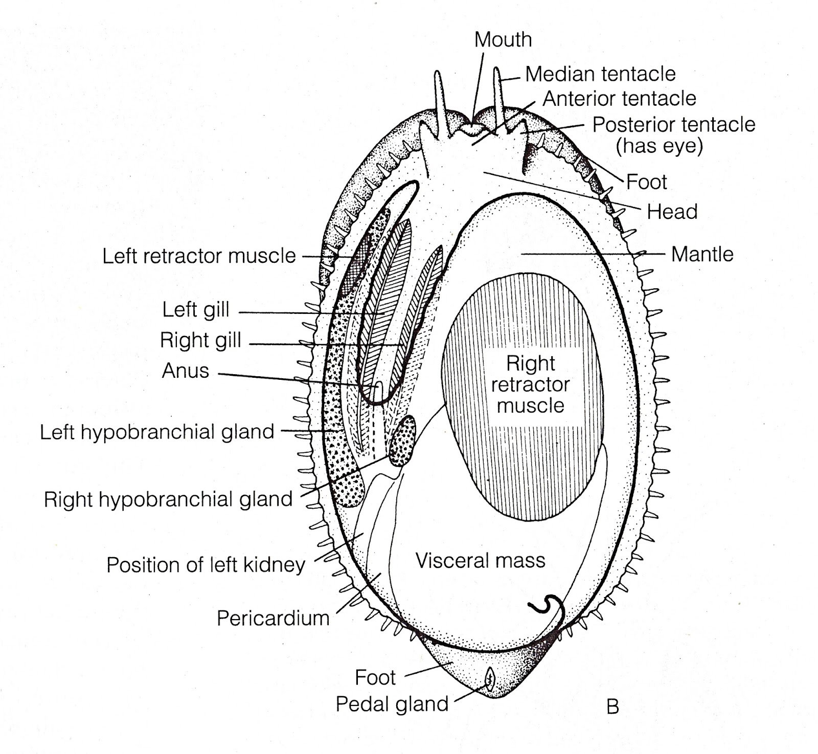 四零後: 海味雜貨唔簡單之二 - 鮑魚