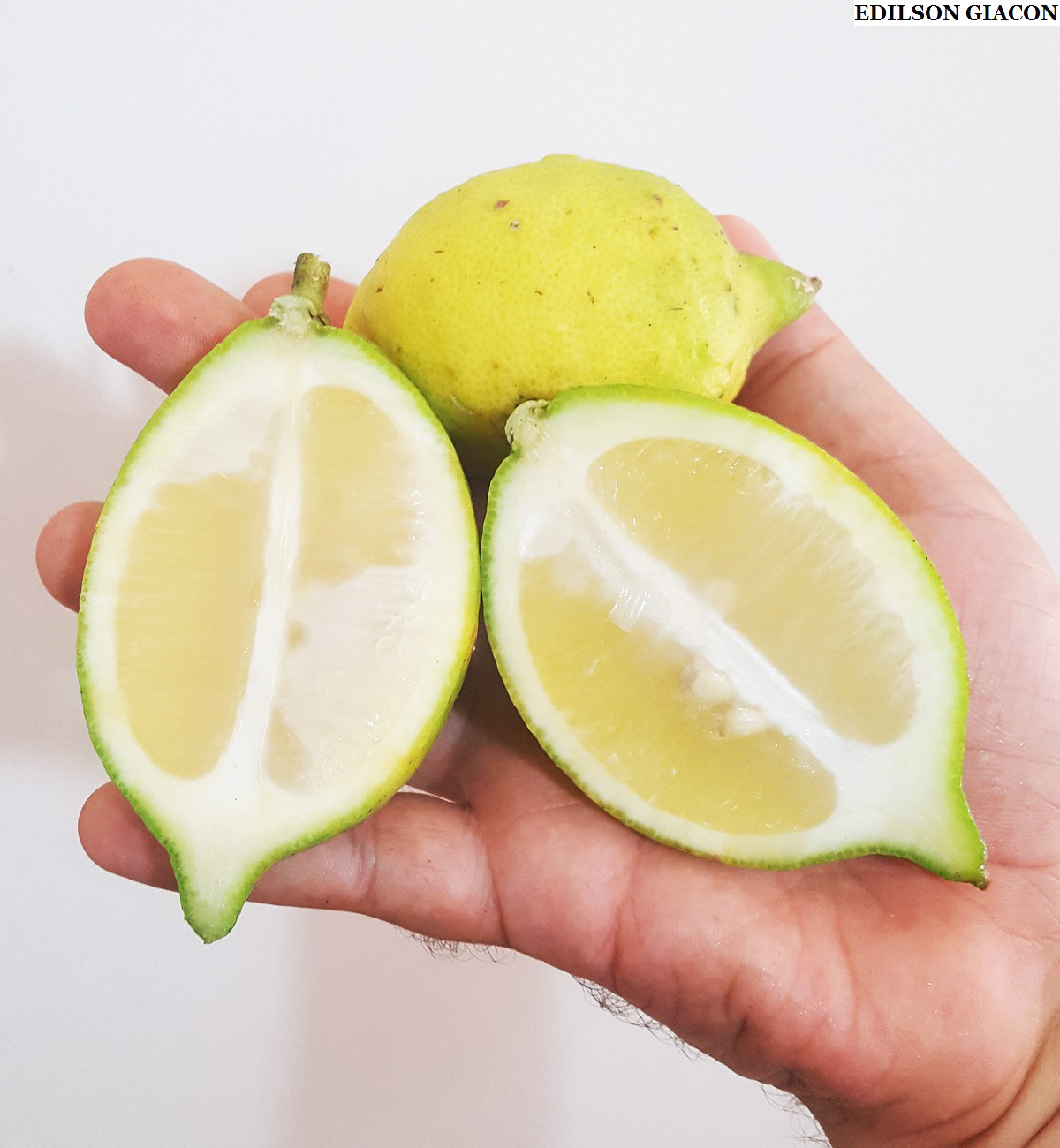 Viveiro Ciprest - Plantas Nativas e Exóticas: Limão Doce ( Citrus limetta )