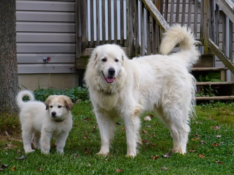 Homestead Hill Farm: Like a Big Dog