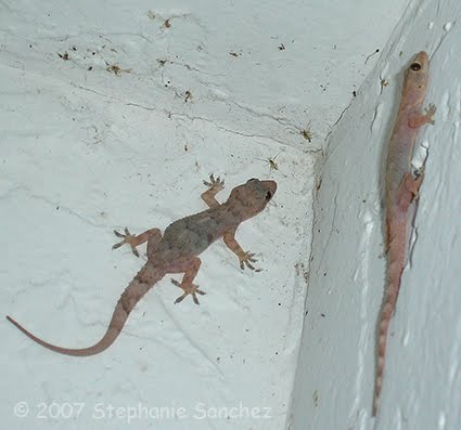 Lizard bite experience