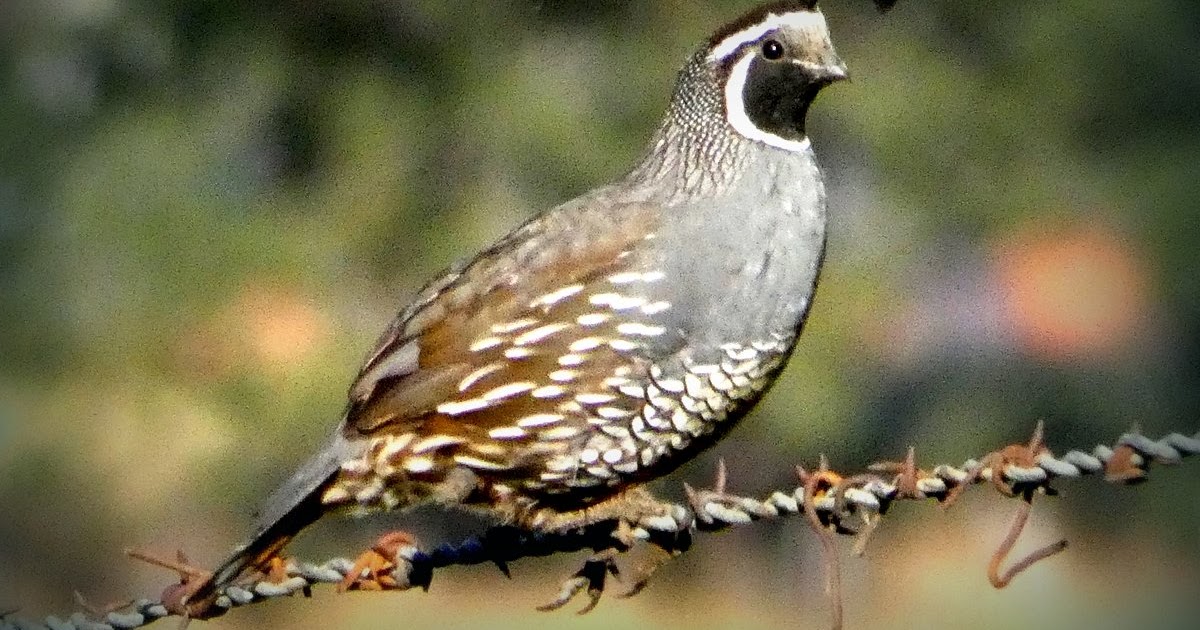 Aves del NOA y algo mas..: Codorniz Californiana (Callipepla californica)