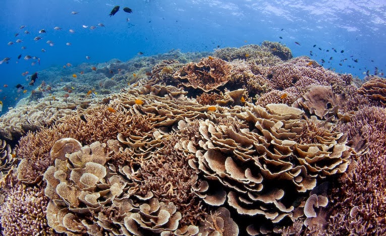 see: Bunaken & Derawan Underwater Paradise