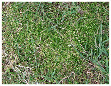 Procumbent Pearlwort ~ Lawn and Turf Care