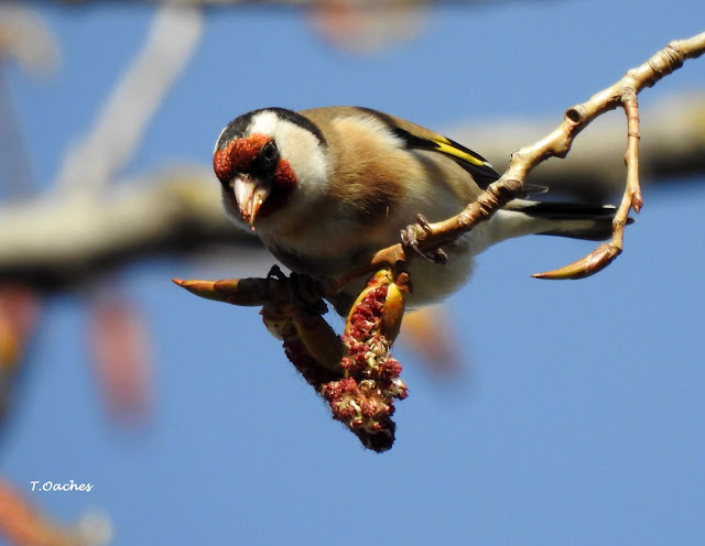 PASARI DIN ROMANIA: STICLETE, Carduelis carduelis