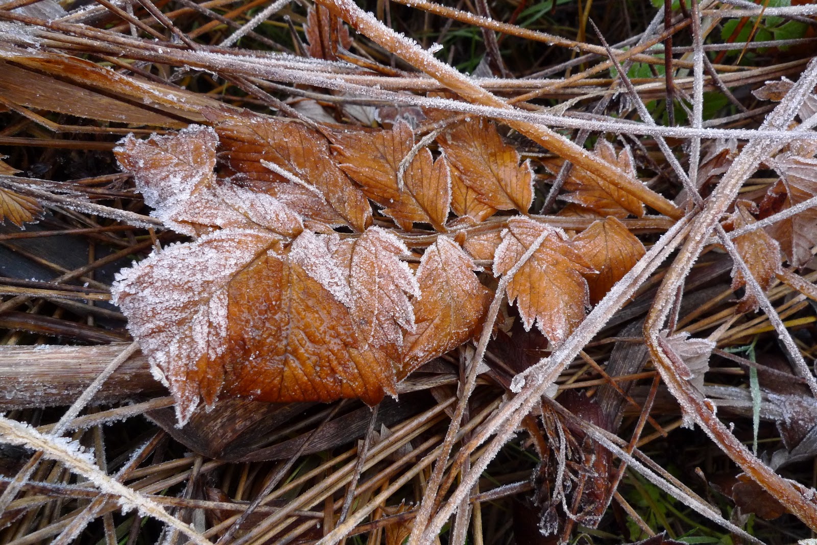 Wild Harvests: Chuckanut Bay Silverweed