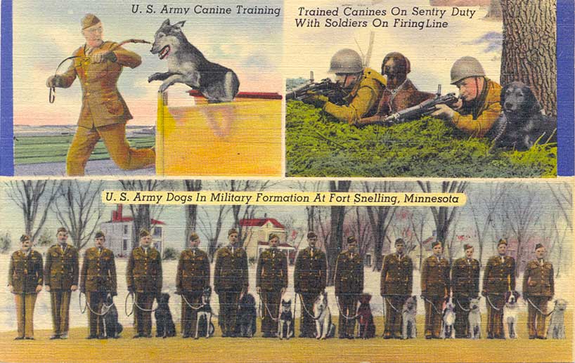 POSTCARDY: the postcard explorer: WWII Military Dogs & Poodles