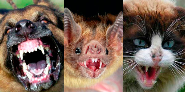 Nuestra experiencia con la rabia