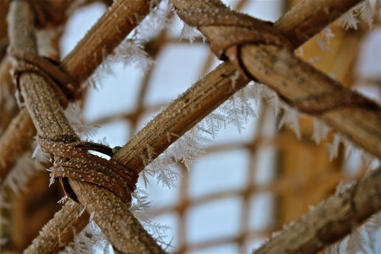 Squash Blossom Farm: Wordless Wednesday: Cold,With Frost Feathers