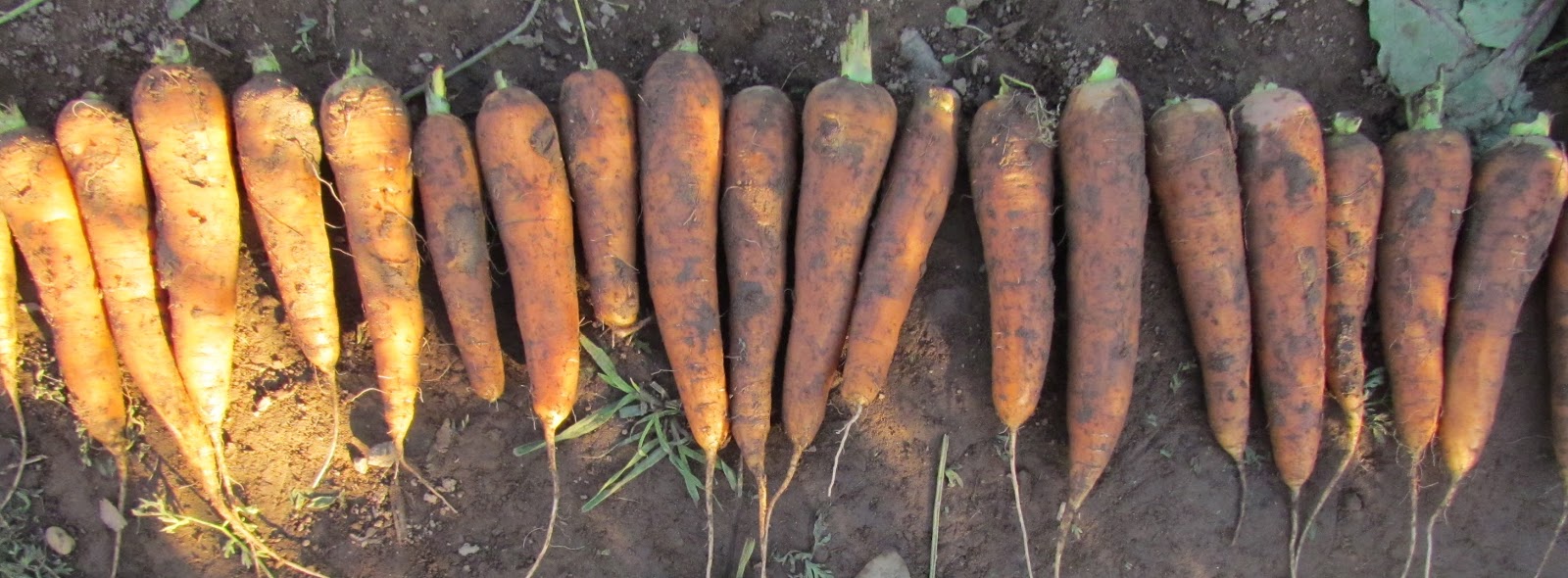 Seed Revolution Now!