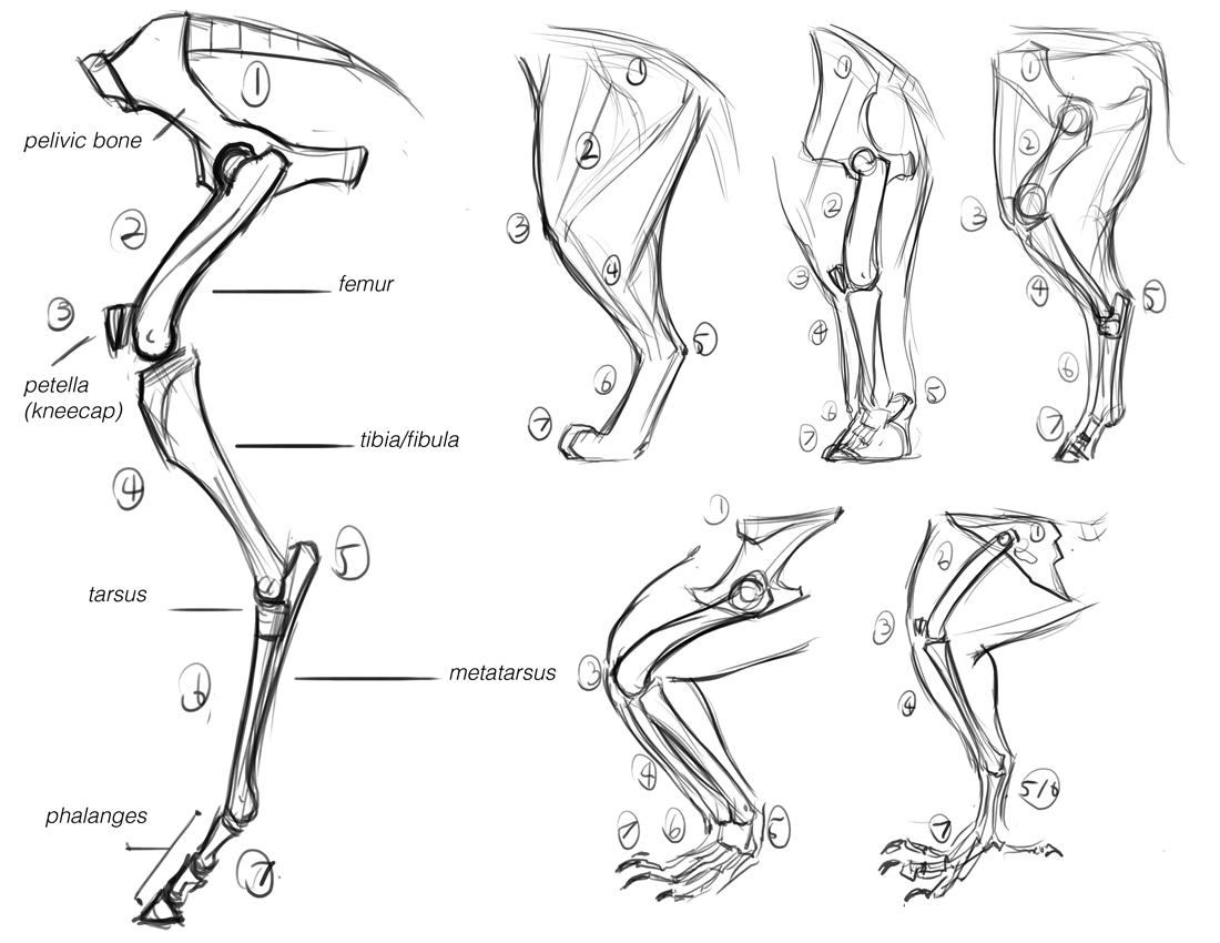 Animal Art and Demos: DEMOS