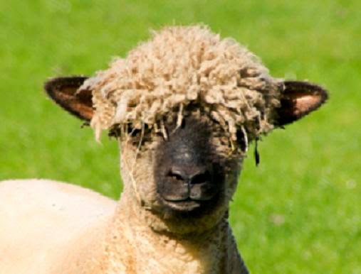 Molly's Middle America: Wool Being Pulled over the Eyes of the American ...