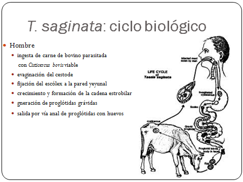 Parasitosis por Tenia Solium: Teniasis