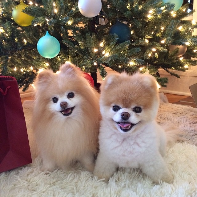 60 fotos de Boo, el perrito más hermoso del mundo - The World's Cutest ...