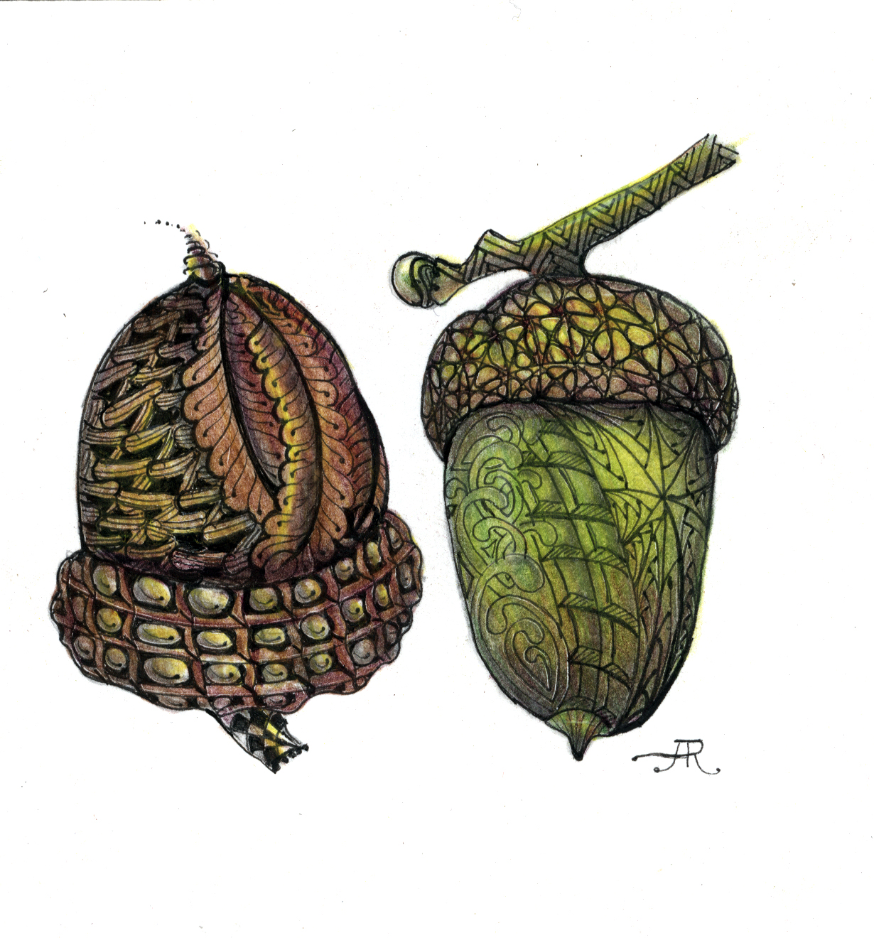 Botangle: From the tiniest acorn grows the mighty oak