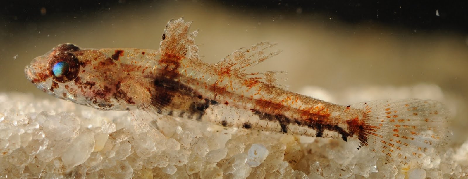 Species New to Science: [Ichthyology • 2018] Microphilypnus ...