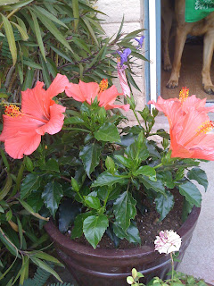 Sammy's Patio Garden: Potted Hibiscus