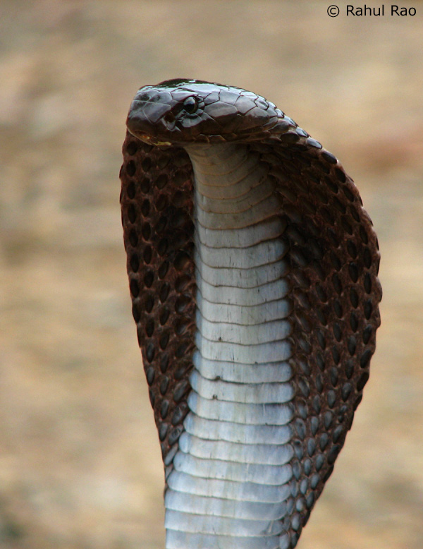 Animals World: black cobra best wallpapers
