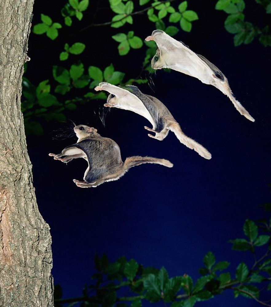 Flying Squirrel