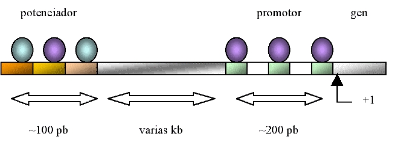 Química Biológica - Paola Beassoni: Dogma central: Transcripción