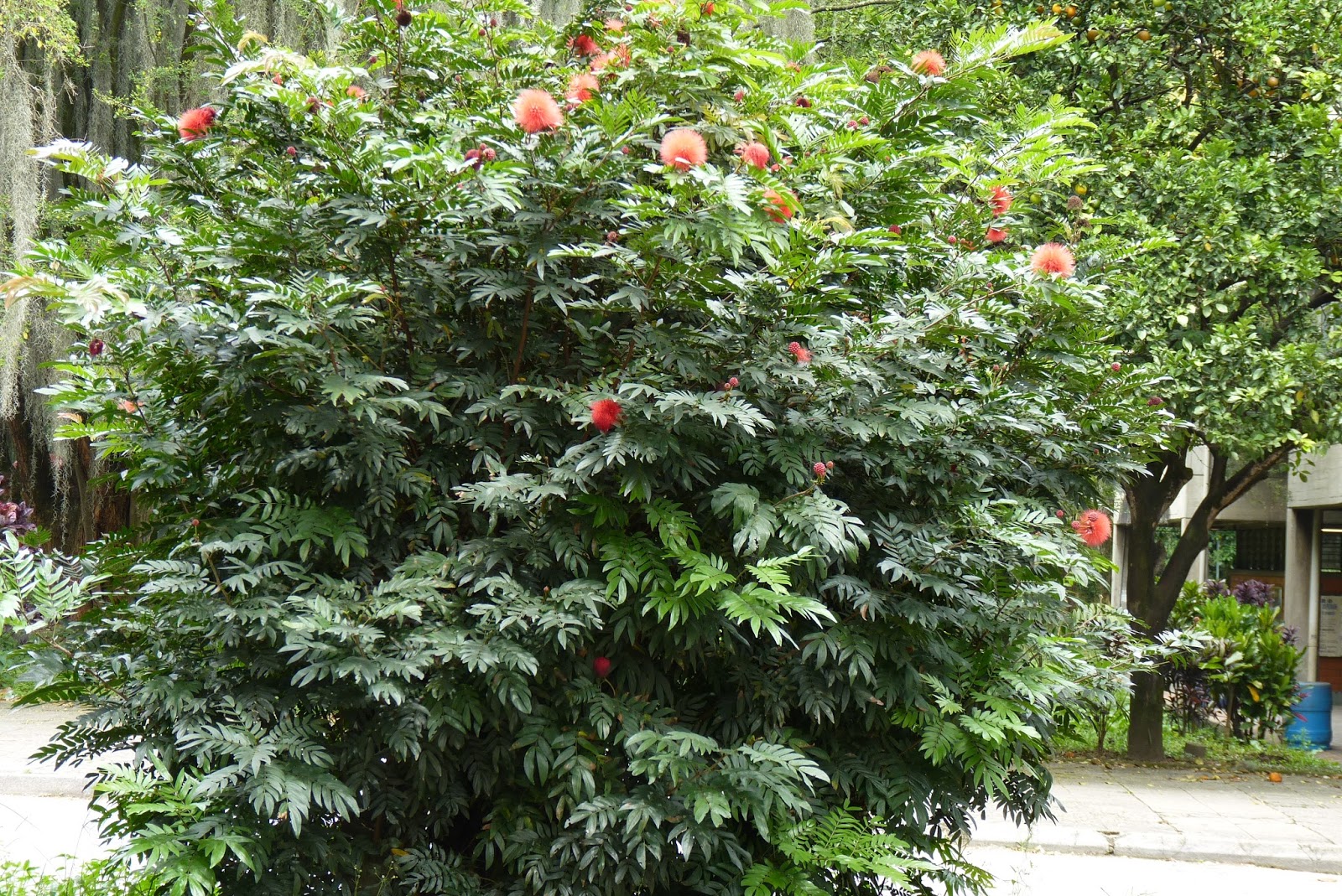ARBORETUM: Árboles fantásticos, Los calliandra