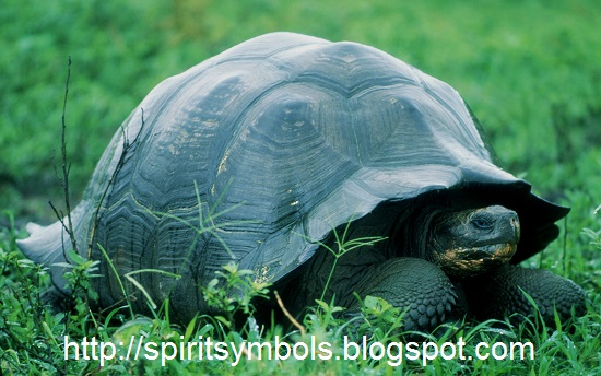 Spirit Symbols: Turtle