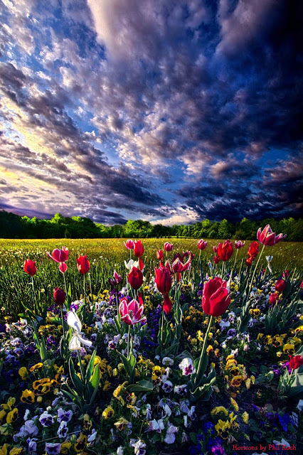 Flowers in Summer Field ~ Marvelous Nature