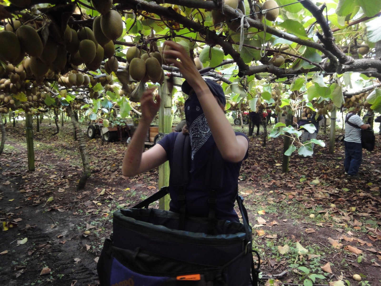 Sunny goes New Zealand: Kiwi picking